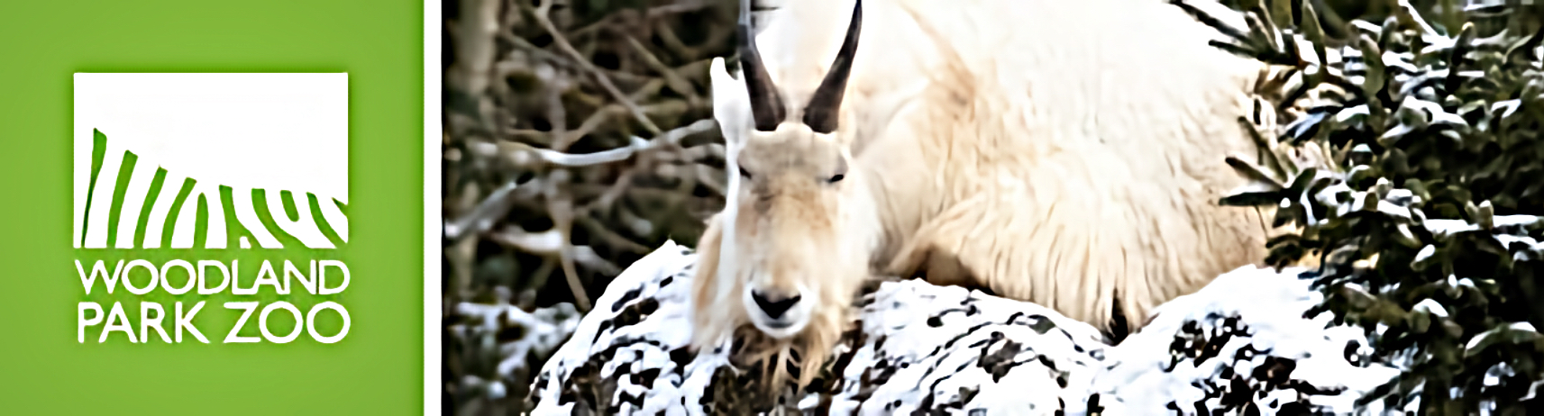 Woodland Park Zoo closed due to snow; How do they keep the animals warm ...